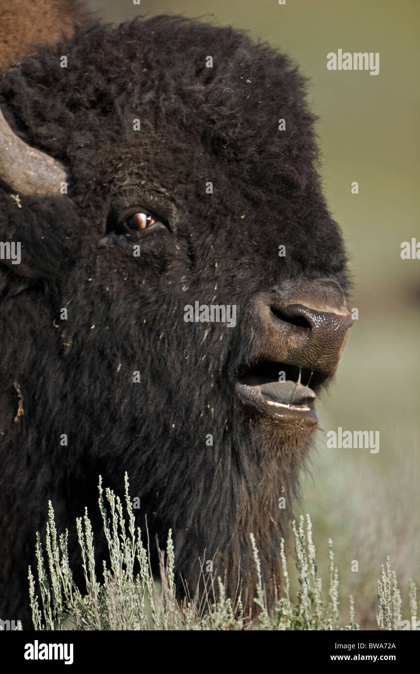 American Bison (Bison bison) Wyoming - Male in rut - Commonly called ...