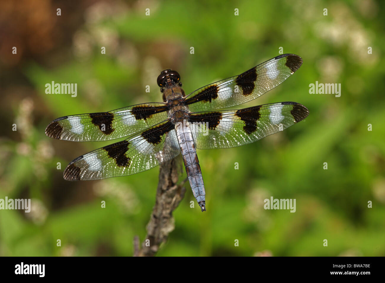 Ten spotted skimmer dragonfly (Libellula pulchella) at rest, USA Oregon ...