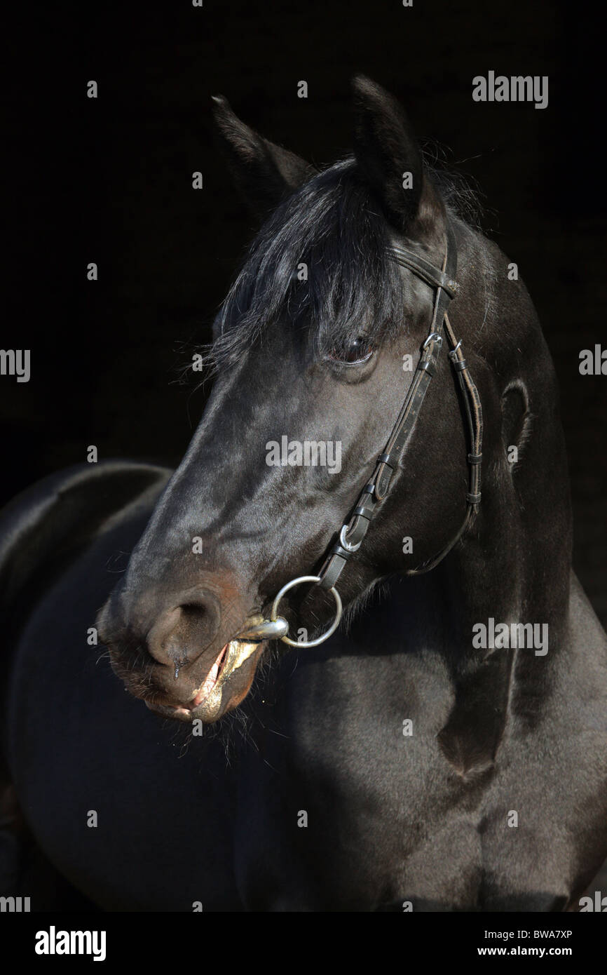 Portrait of the black horse on black background Stock Photo - Alamy