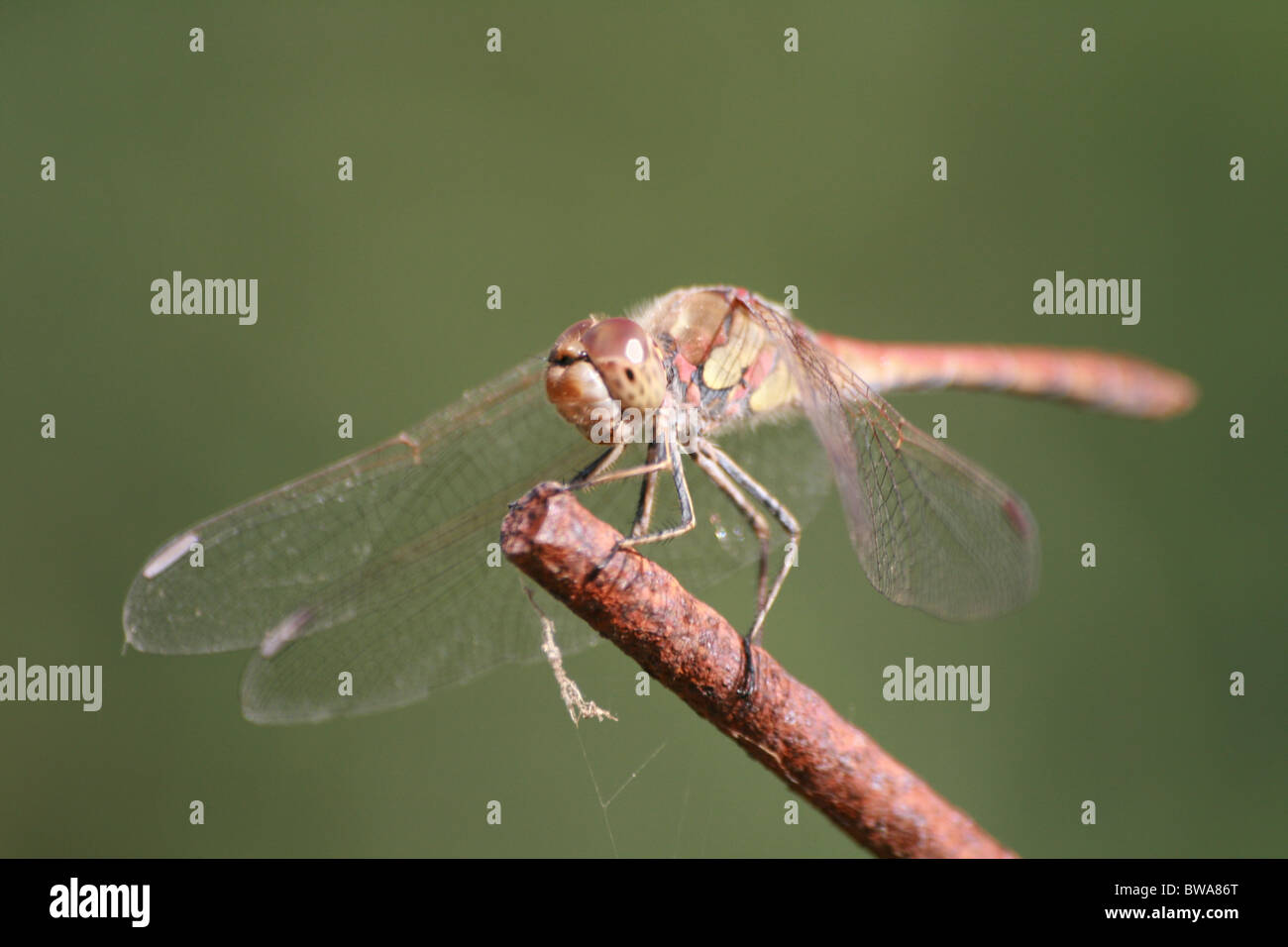 Metal dragonfly hi-res stock photography and images - Alamy