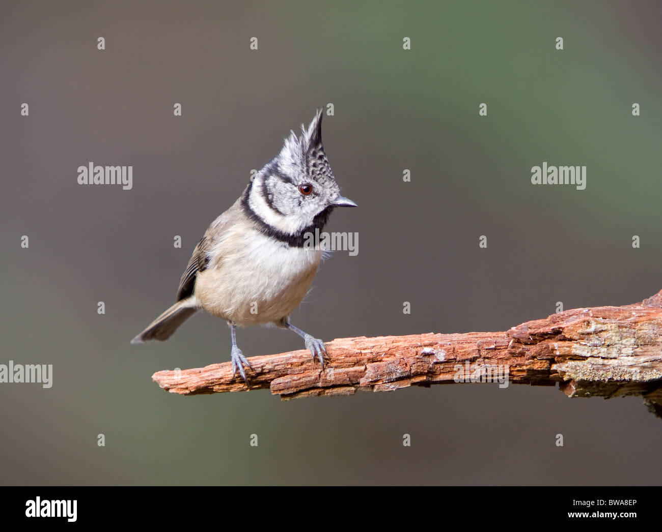 Crested tit, Lophophanes cristatus Stock Photo - Alamy