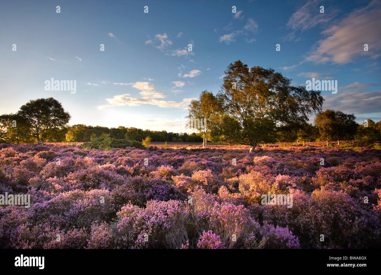 Westleton heath nature reserve hi-res stock photography and images - Alamy