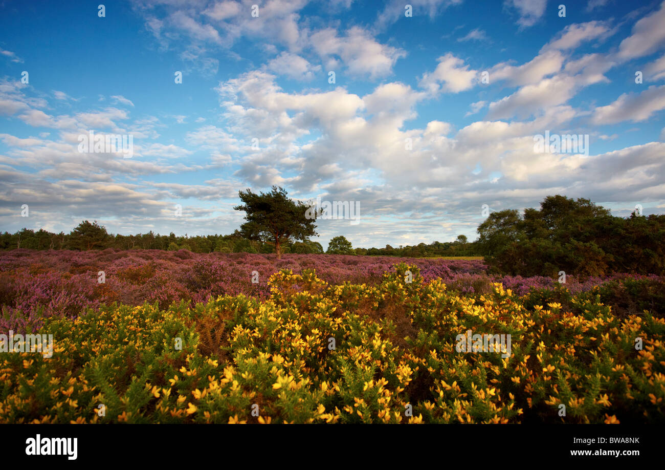 Heather gorse heathland hi-res stock photography and images - Alamy