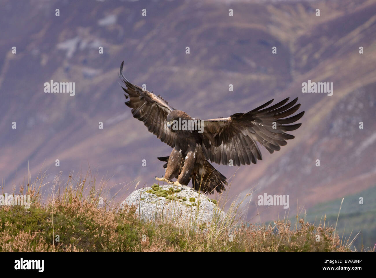 Eagle with outstretched wings hi-res stock photography and images - Alamy