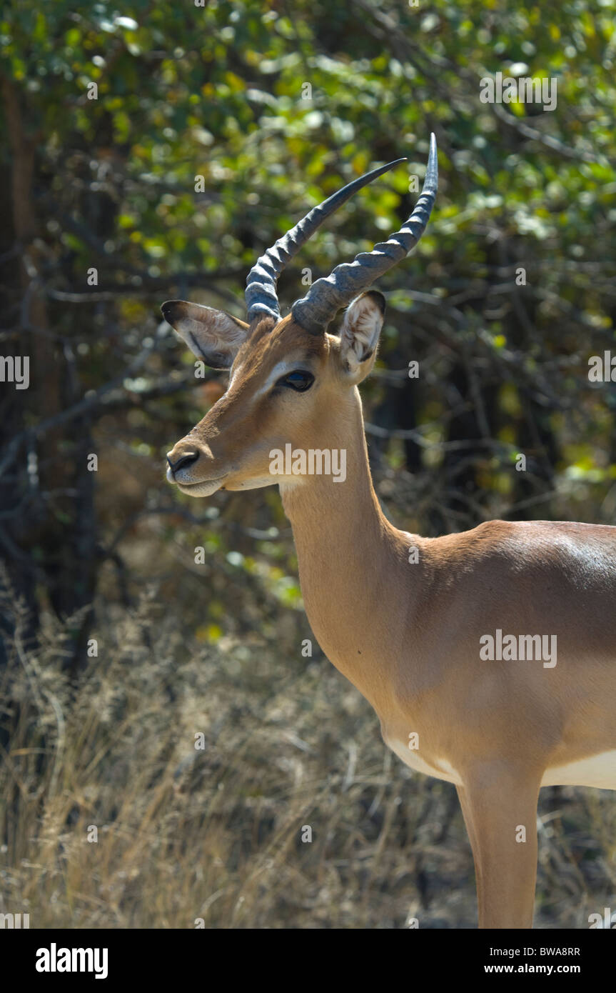 Profile of impala hi-res stock photography and images - Alamy