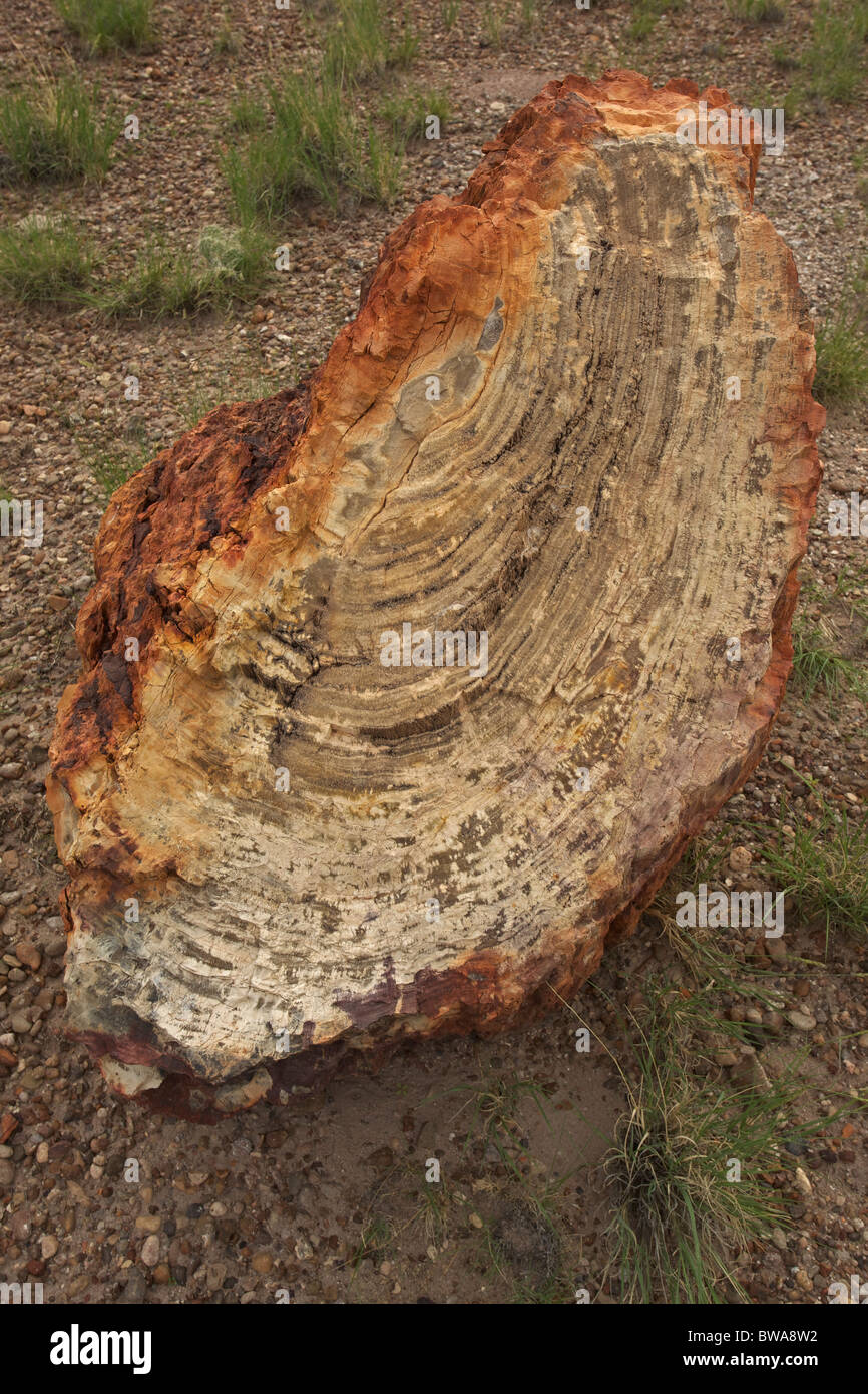 Petrified Logs - Petrified Forest National Park - Arizona - USA -Late ...