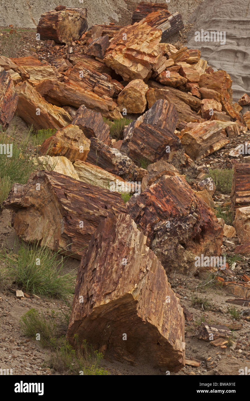 Petrified Logs - Petrified Forest National Park - Arizona - USA -Late ...