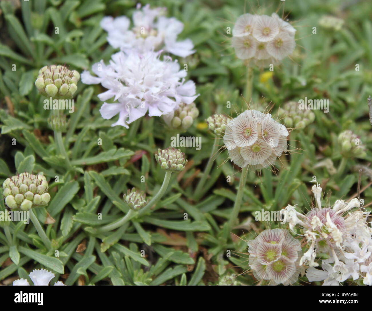 Wold flower hi-res stock photography and images - Alamy