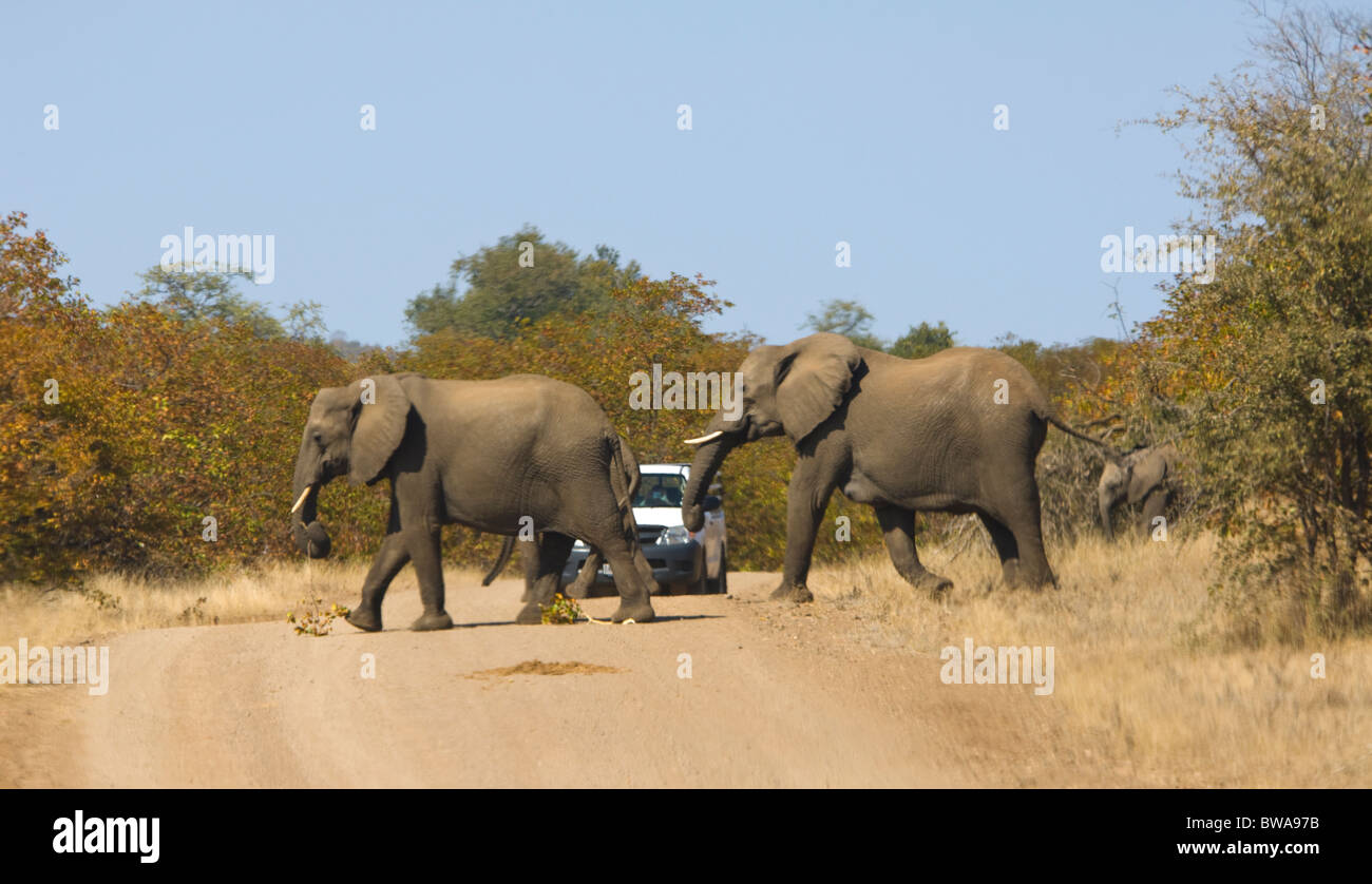 Elephants crossing the road Kruger National Park South Africa Stock ...