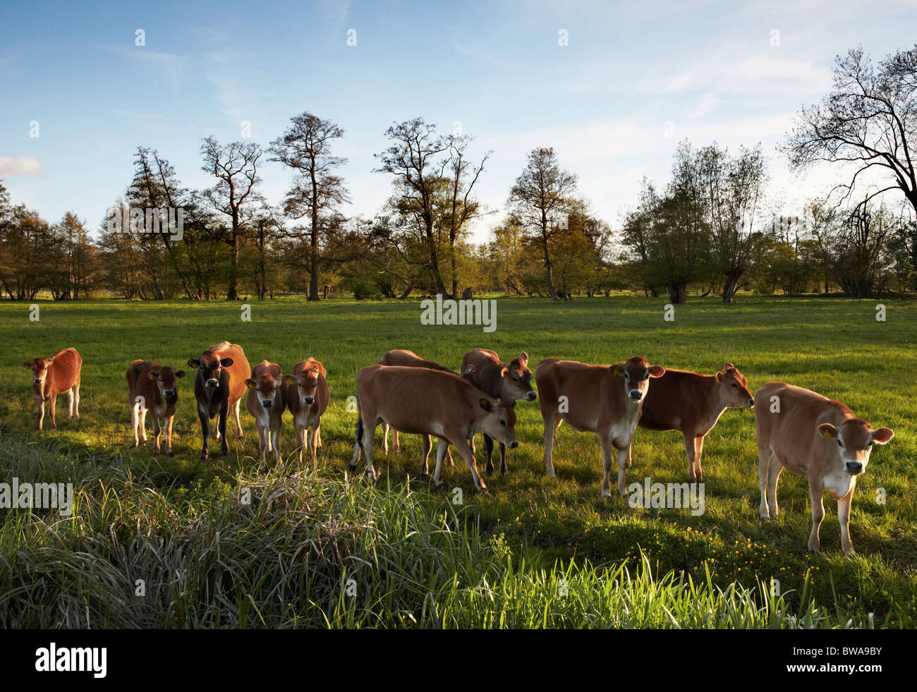 Jersey cattle hi-res stock photography and images - Alamy
