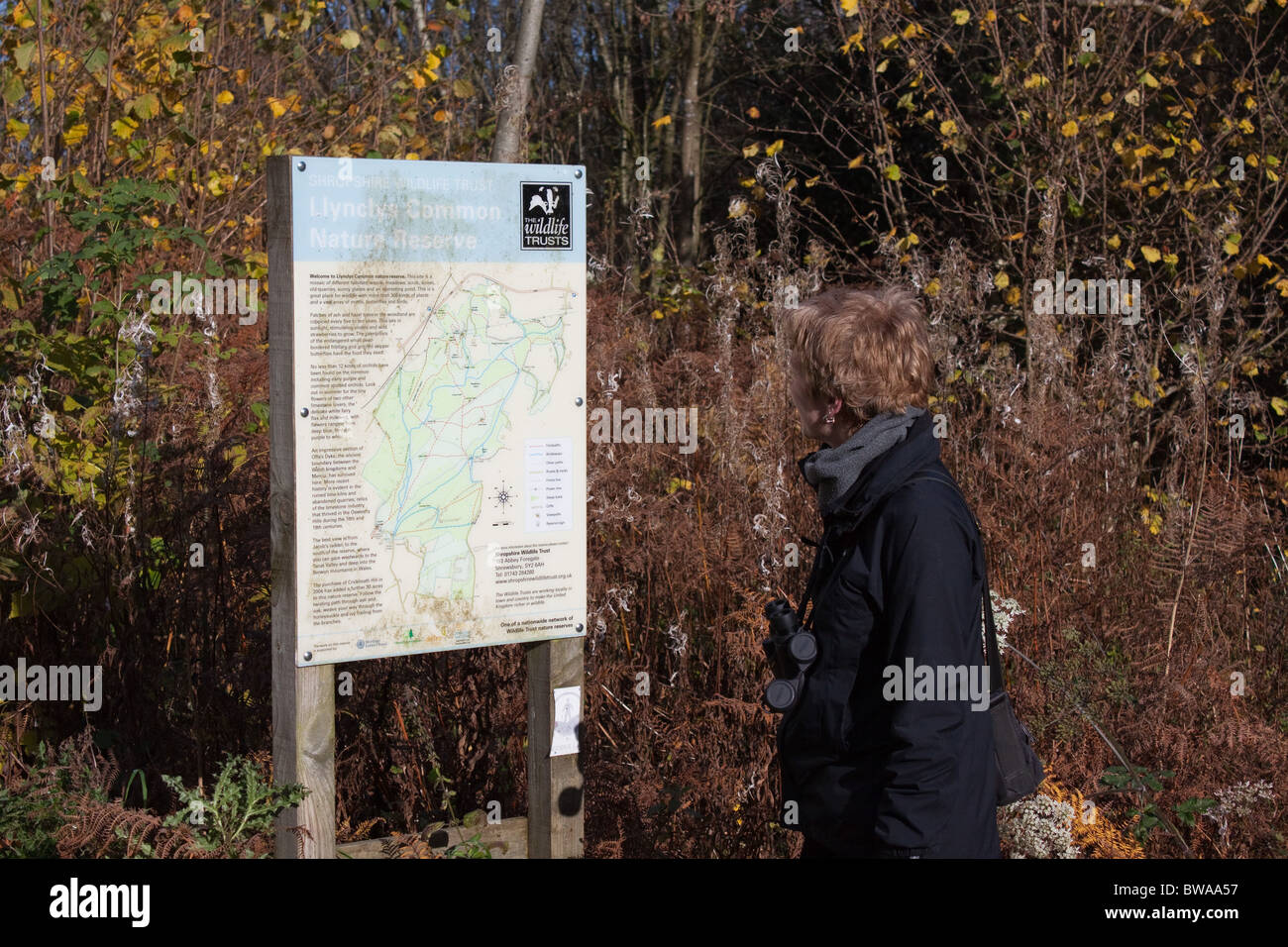 Llynclys Common Shropshire Wildlife Trust Nature Reserve, on the ...