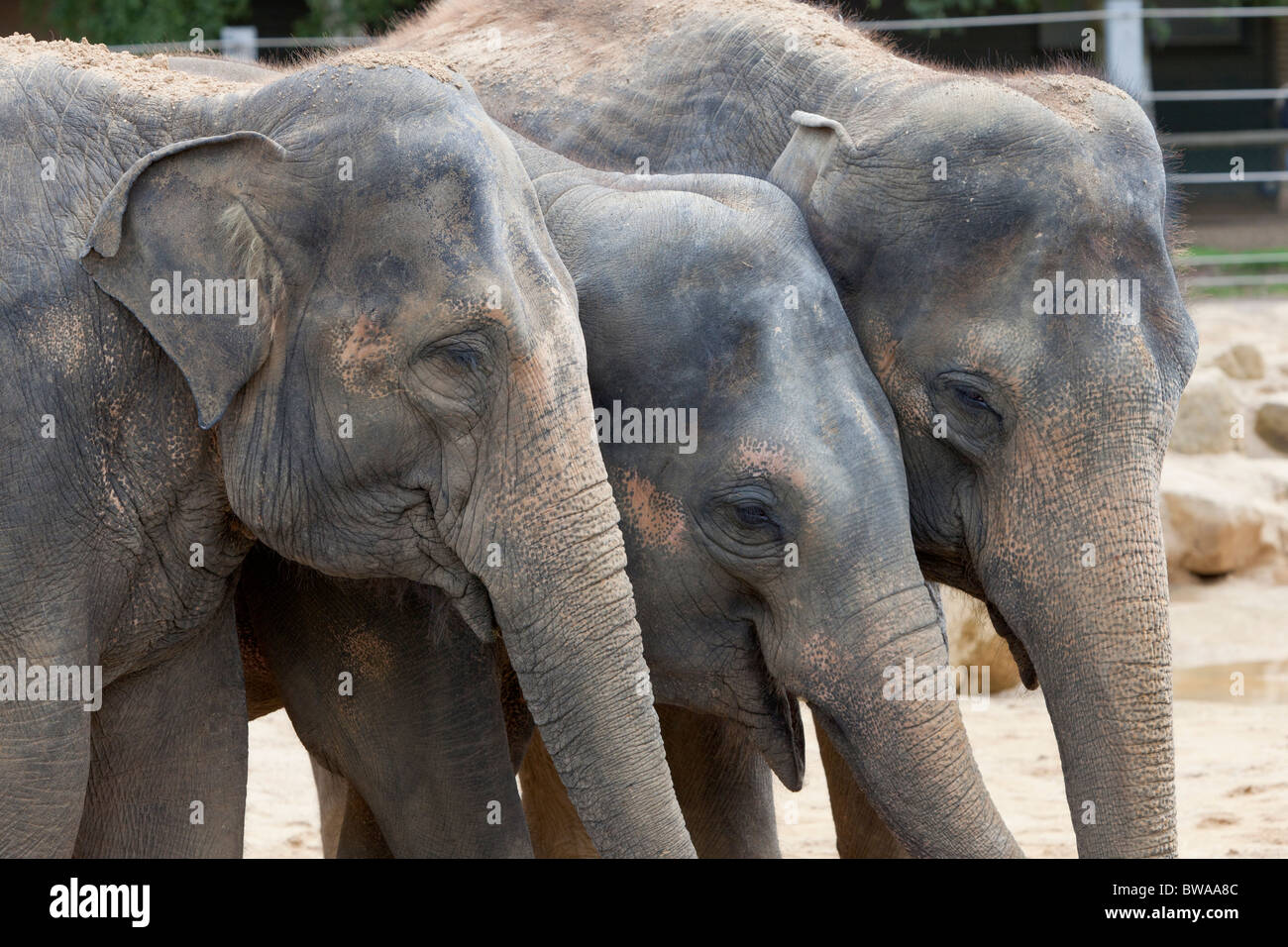 Uk zoo elephants hi-res stock photography and images - Alamy