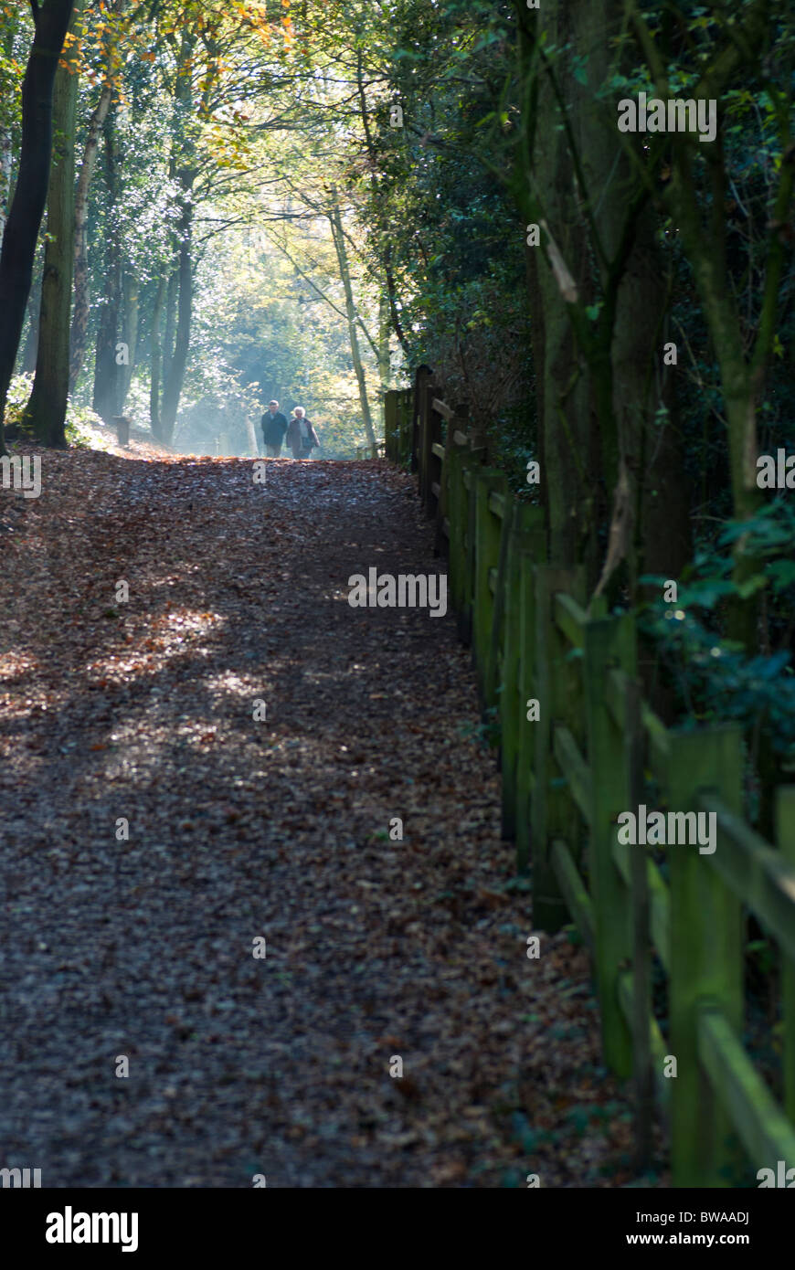 A couple walk along a woodland path on a bright sunny autumn morning ...