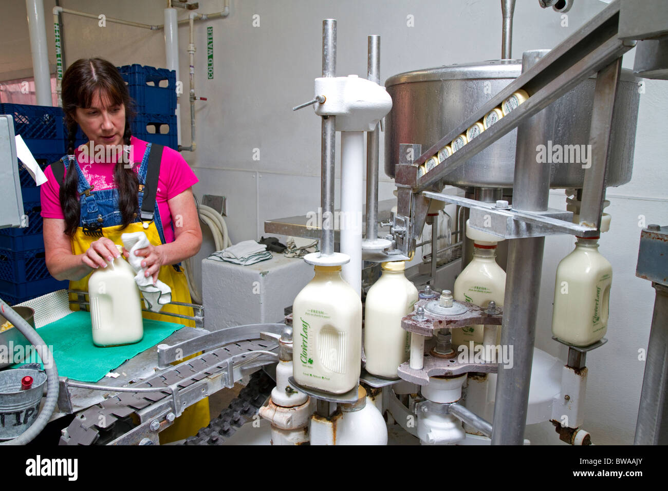 Worker bottling milk in glass bottles at the Cloverleaf Creamery in ...