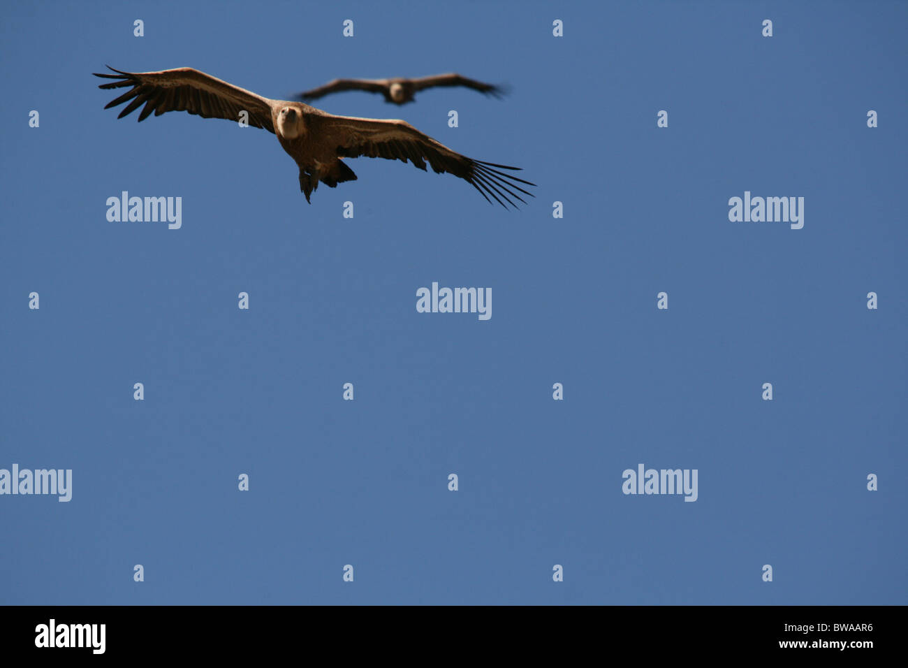 Flying vultures hi-res stock photography and images - Alamy