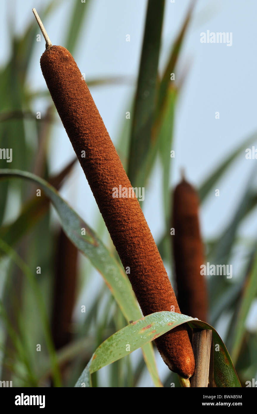 Reedmace typha latifolia hi-res stock photography and images - Alamy