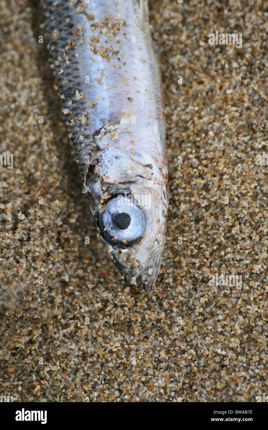 Dead eyes hi-res stock photography and images - Alamy