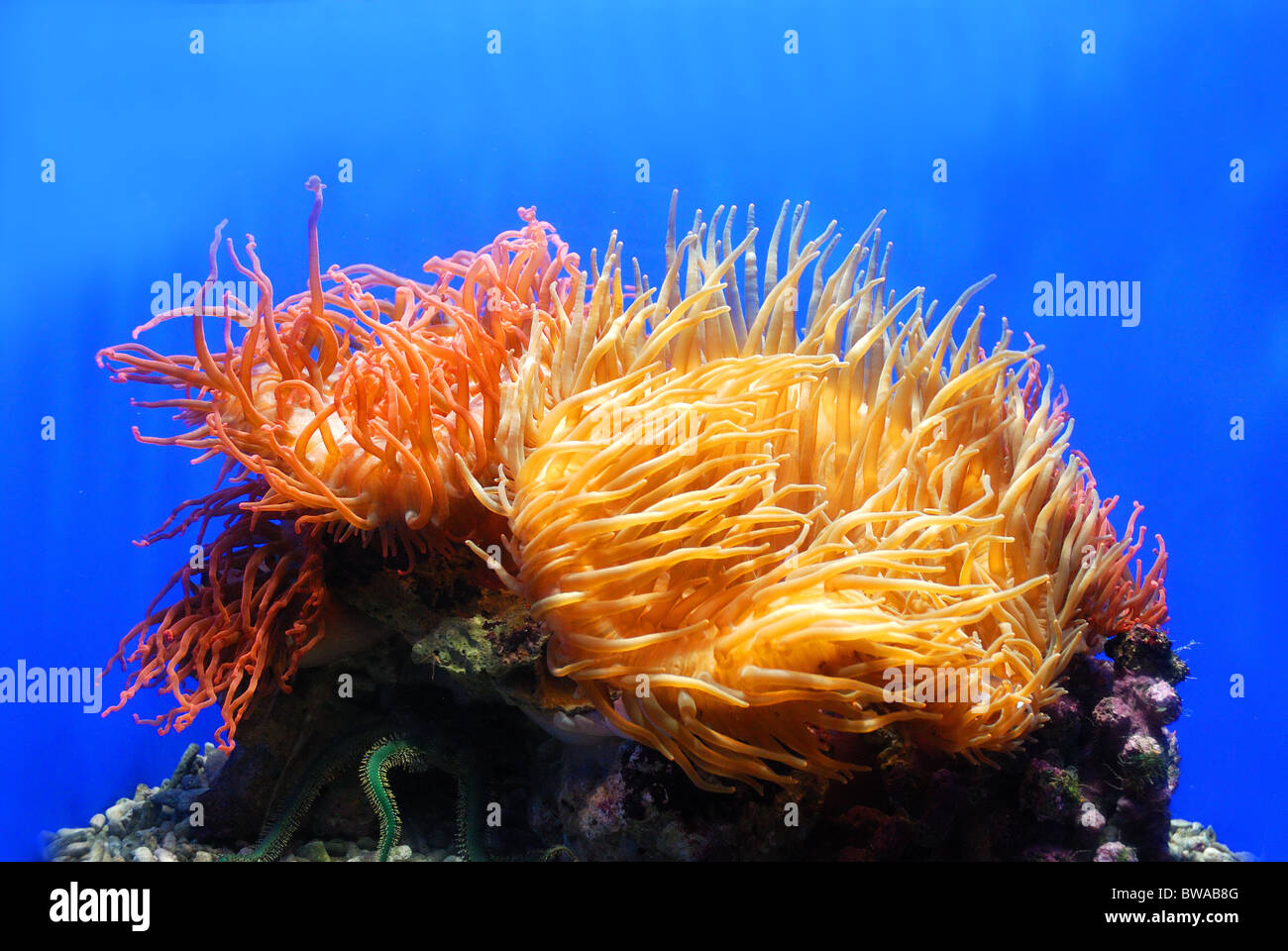 Deep orange bottom hi-res stock photography and images - Alamy