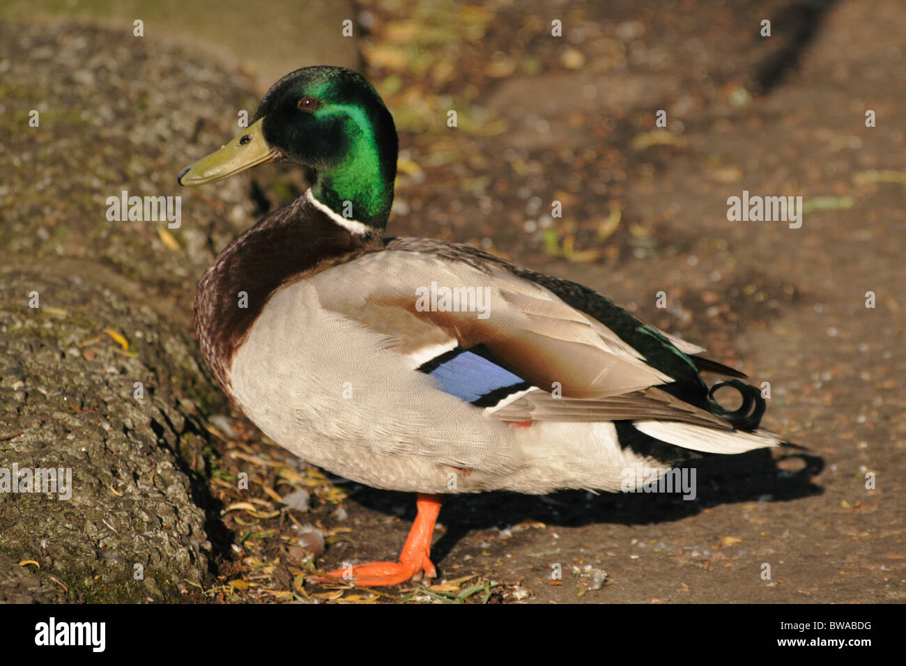 Duck profile hi-res stock photography and images - Alamy