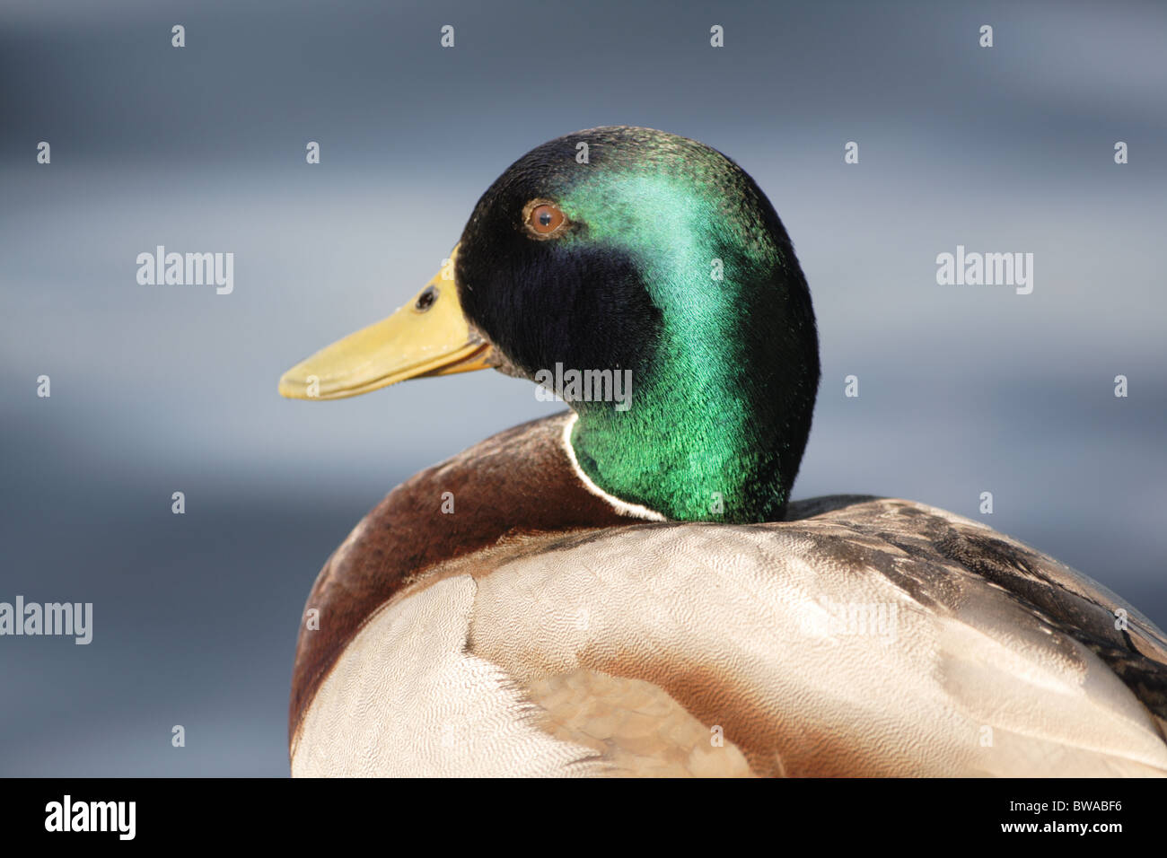 Duck and water Stock Photo - Alamy