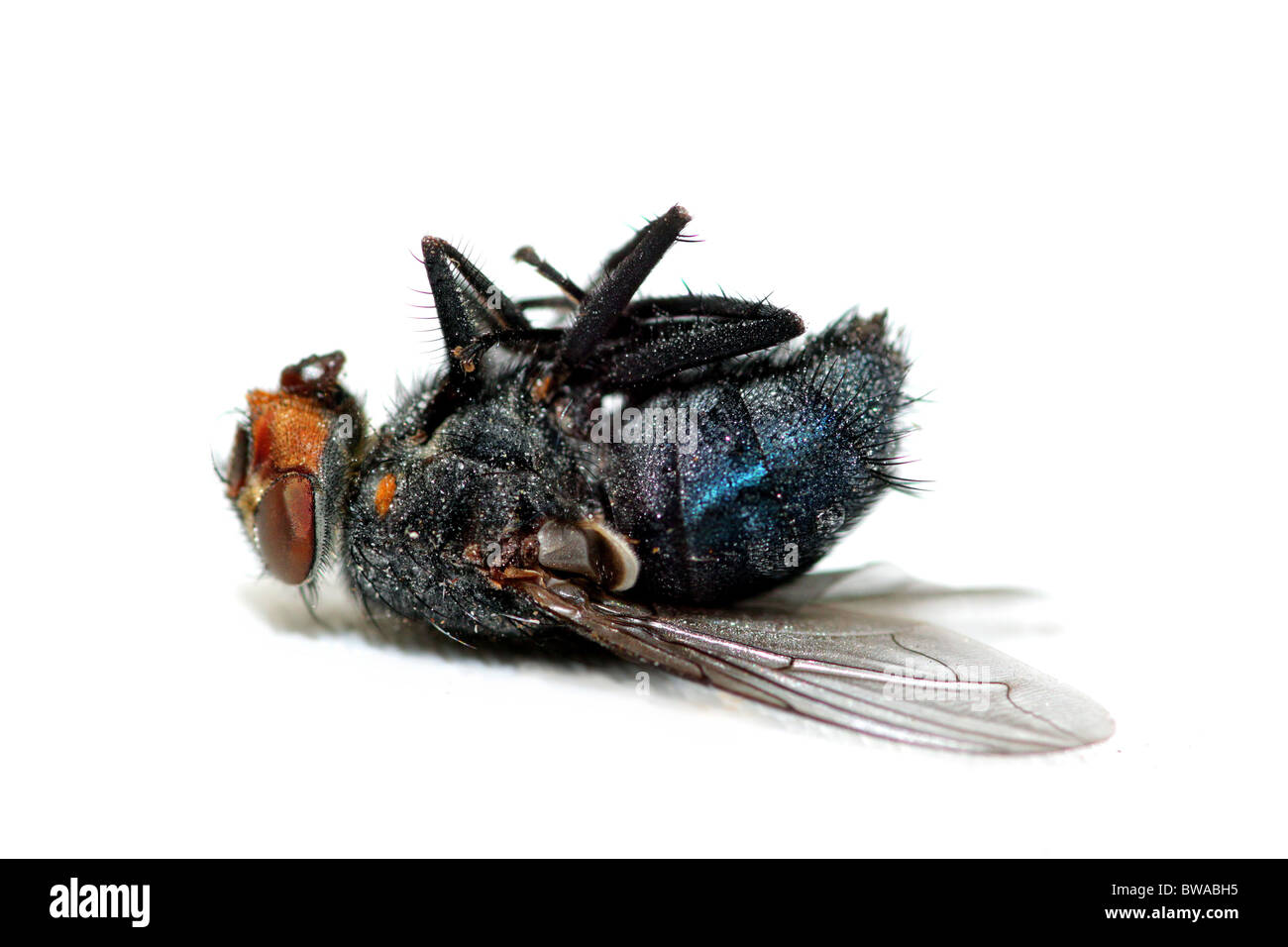 Dead frozen fly Stock Photo - Alamy