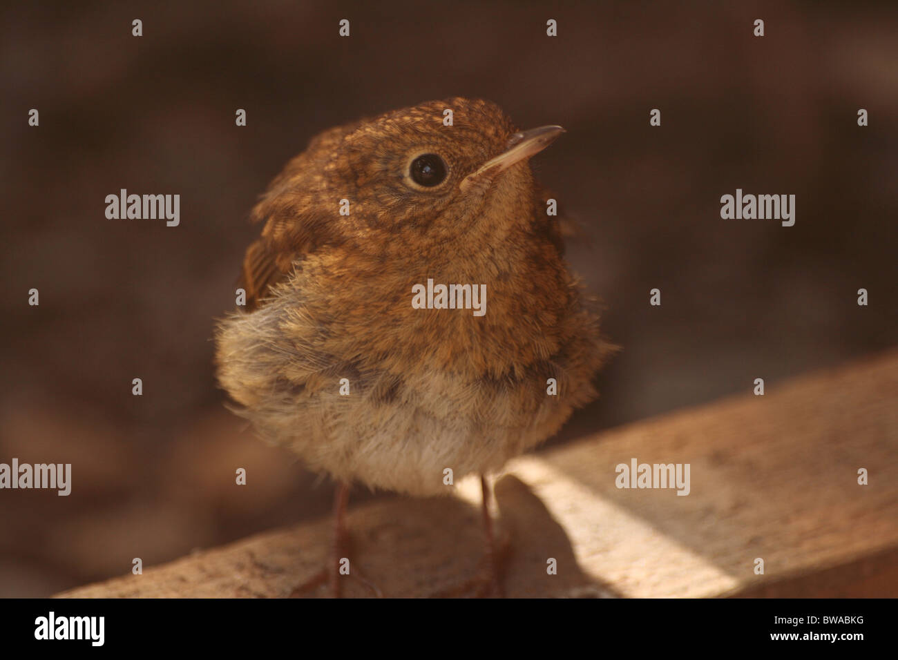 Robin Real World Baby