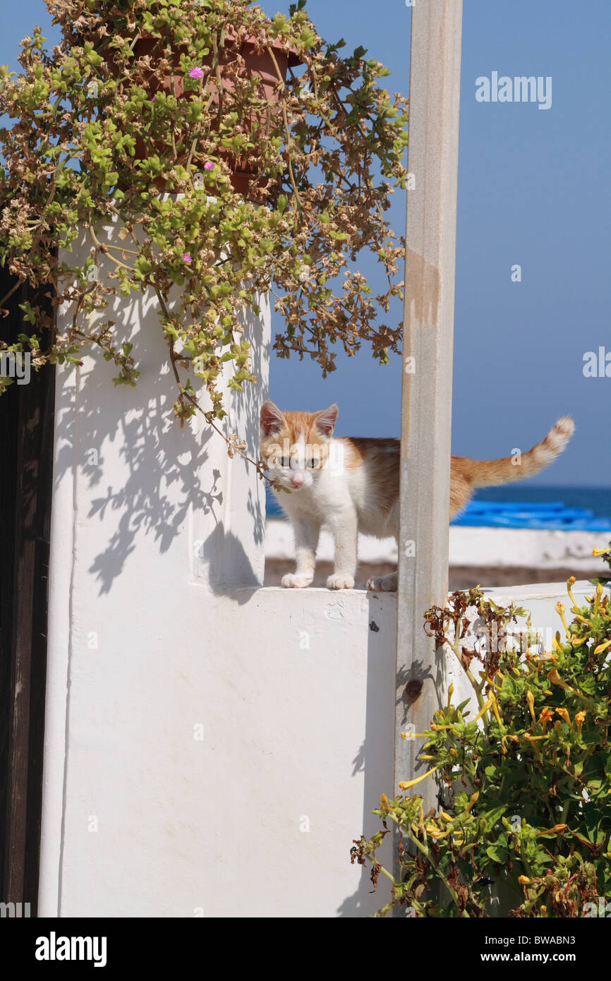 Cats greece hi-res stock photography and images - Alamy