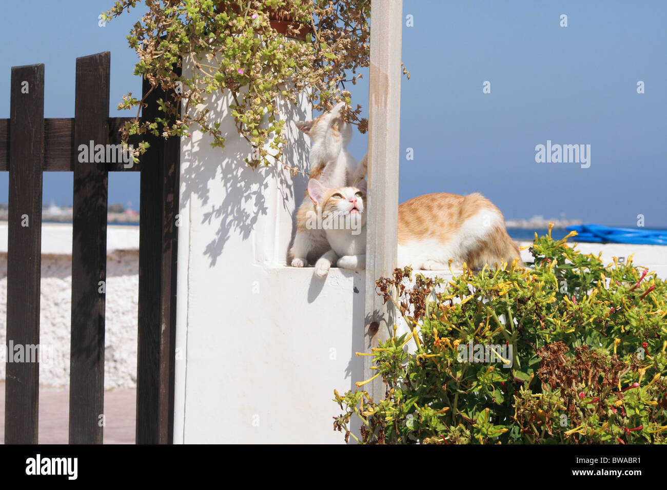Greek cats hi-res stock photography and images - Alamy