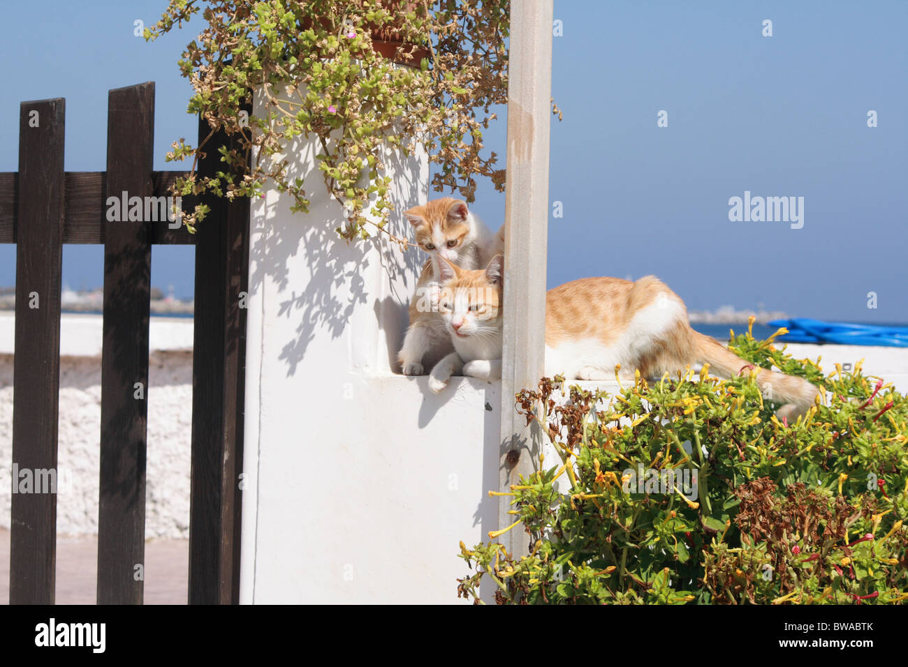 Greek cats hi-res stock photography and images - Alamy