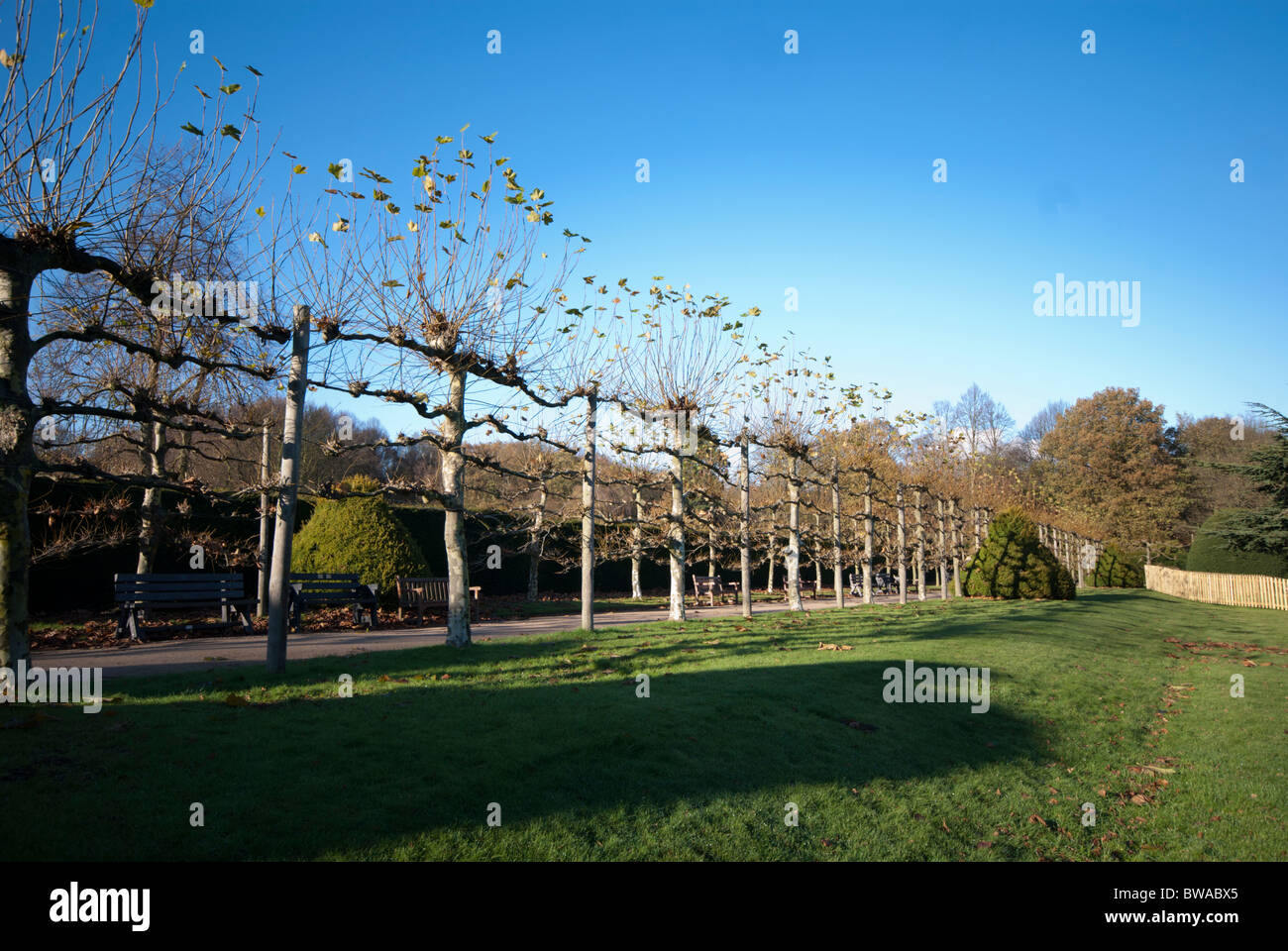 Walkway lined with London Plane trees (Platanus x hispanica), trained ...