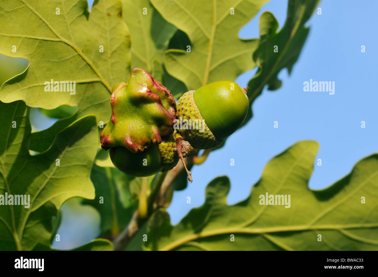 Pedunculate (English) Oak - Quercus robur Acorn with Knopper Gall ...