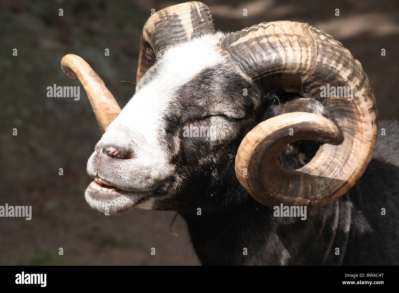 Bathing goats hi-res stock photography and images - Alamy