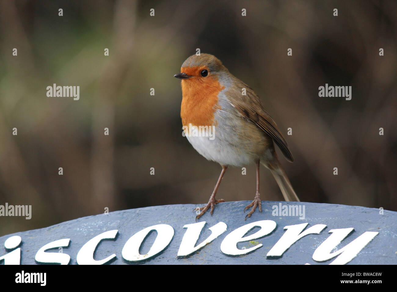 Robin on a sign Stock Photo - Alamy