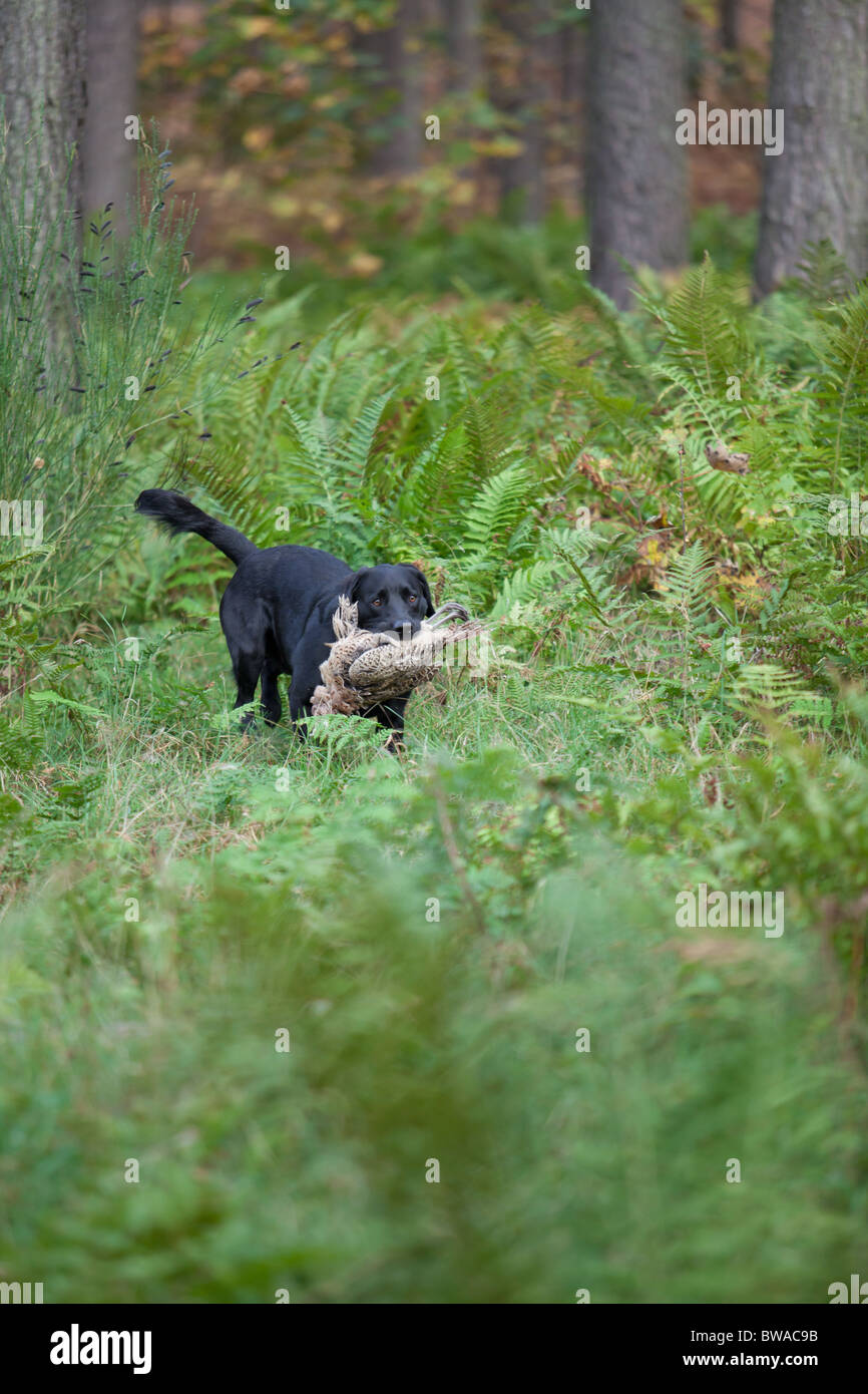 Black Working Labrador retrieving game Stock Photo - Alamy