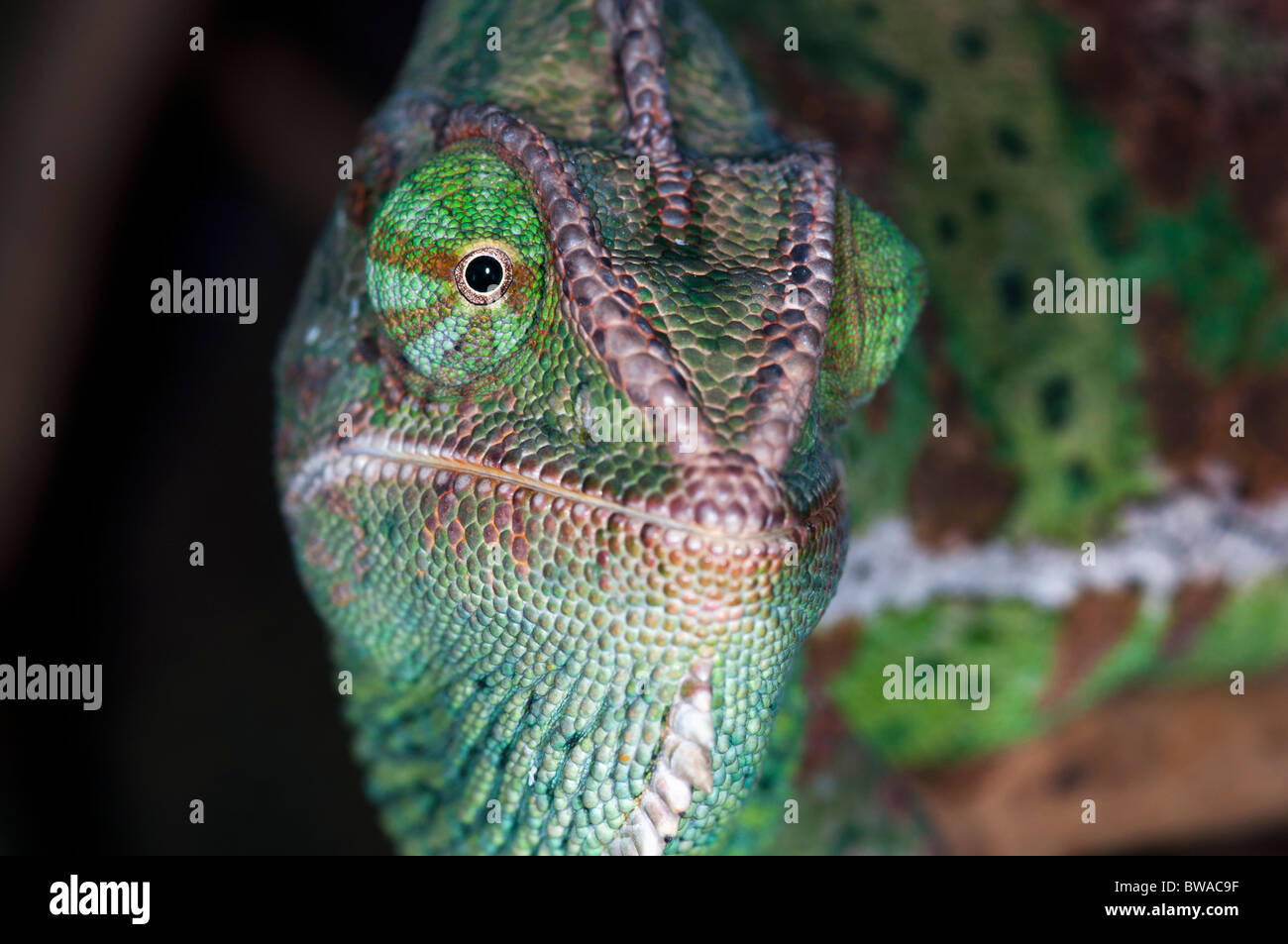 chameleon from yemen Stock Photo - Alamy