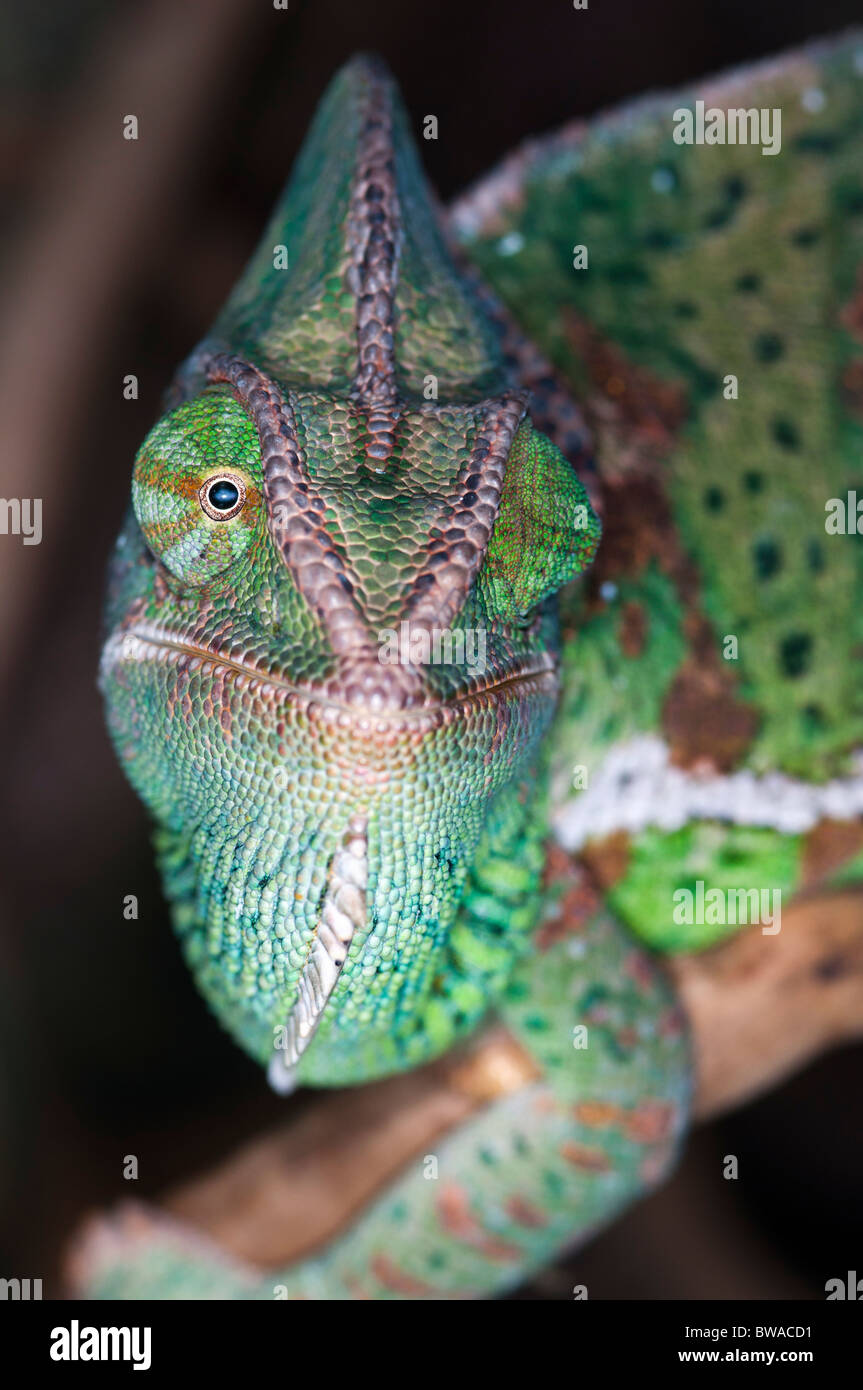chameleon from Yemen Stock Photo - Alamy