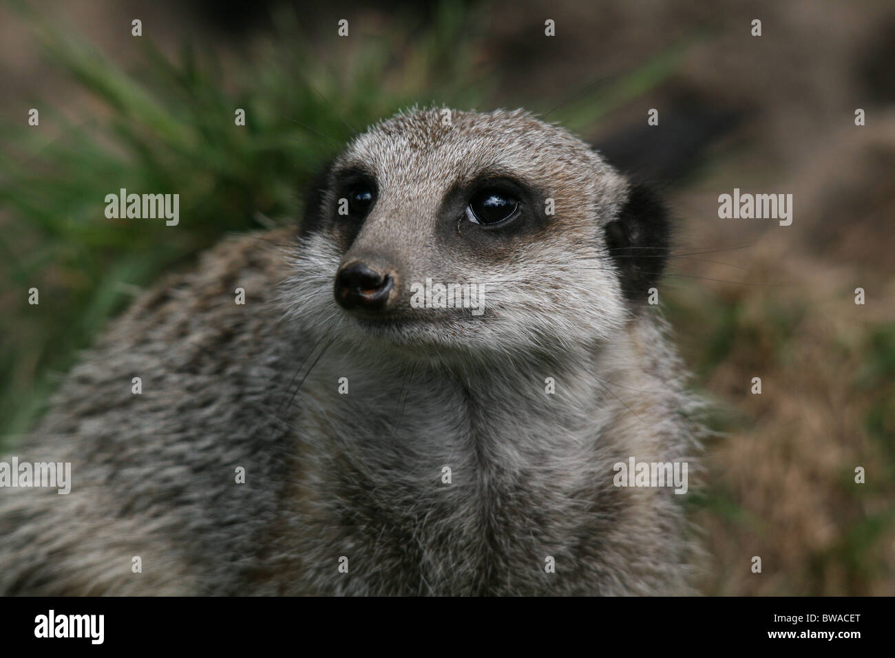 Meerkat eyes hi-res stock photography and images - Alamy