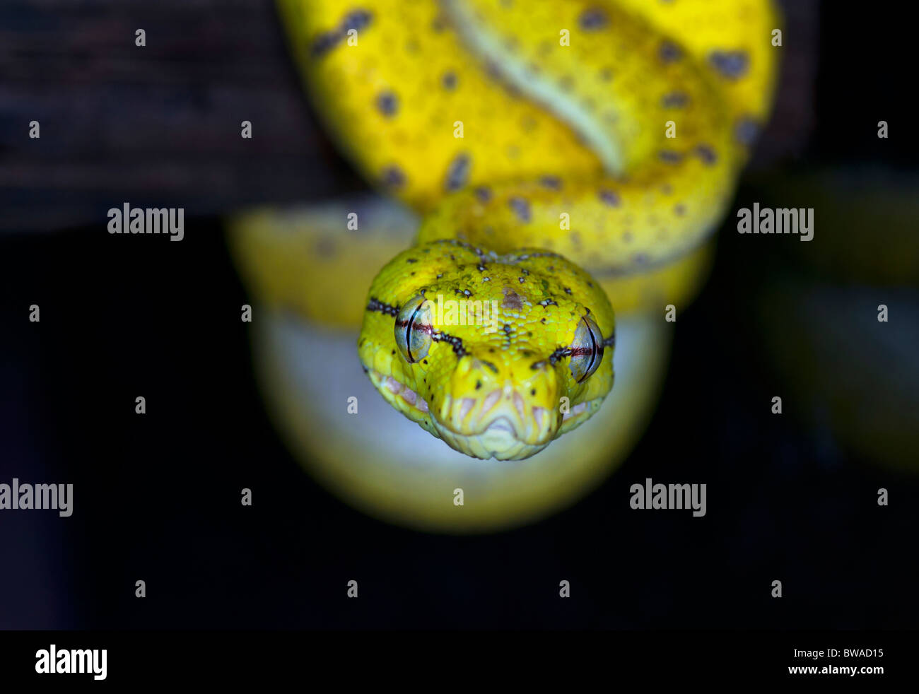 Green tree python snake hi-res stock photography and images - Alamy