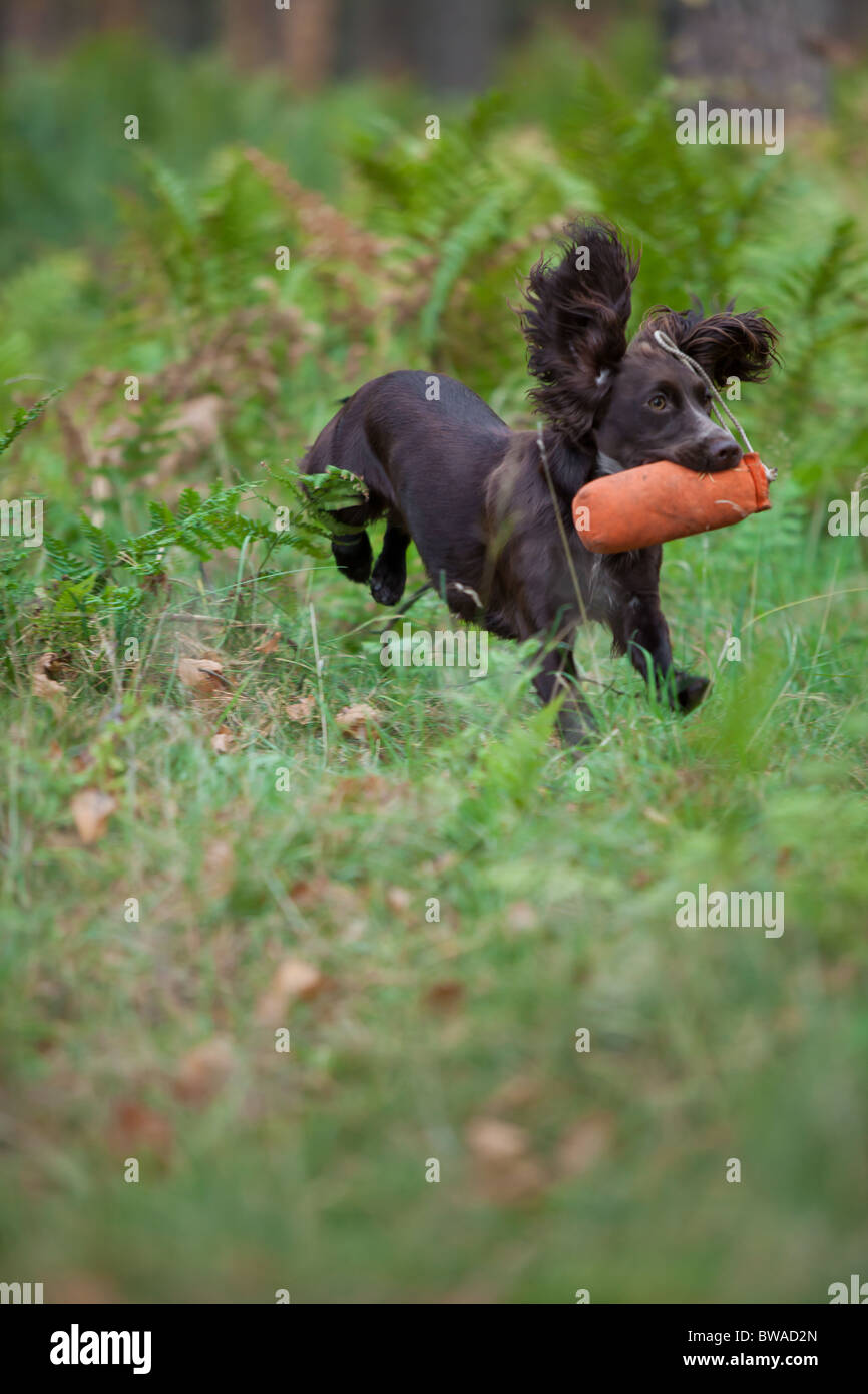 Working cocker Spaniel retrieving dummy Stock Photo - Alamy
