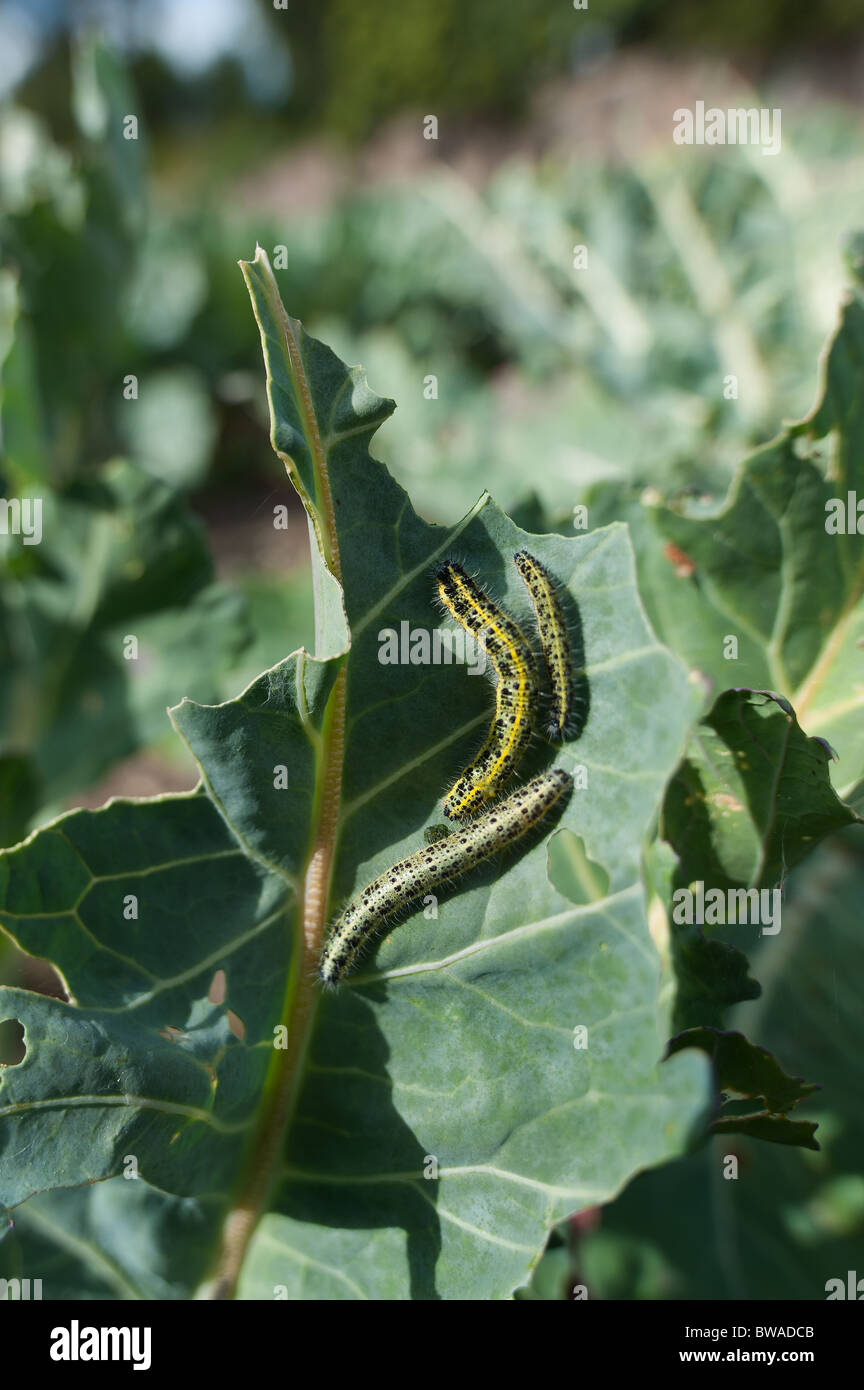 Cabbage caterpillar wasps hi-res stock photography and images - Alamy