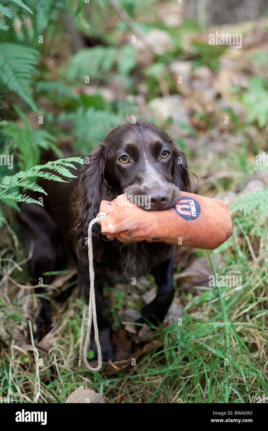 Spaniel retrieving dummy Stock Photo - Alamy