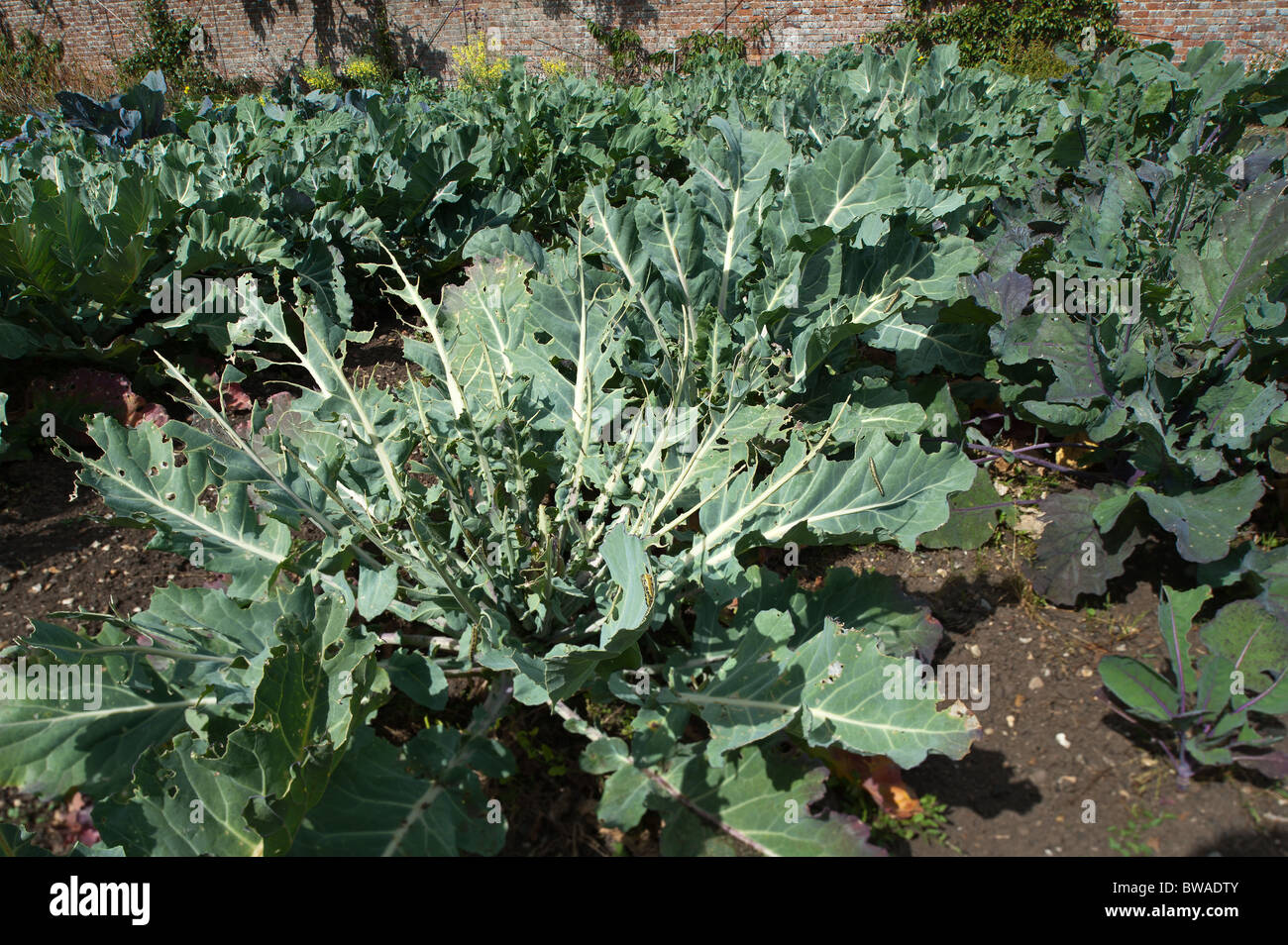 damage due to cabbage white butterfly can be controlled by biological ...