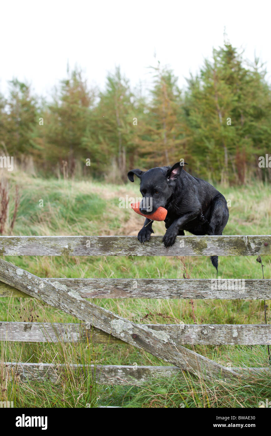 Black Labrador jumps fence retrieving dummy, Labrador retrievers are ...