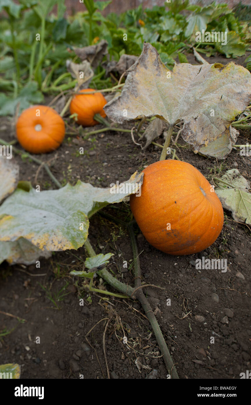 kentish pumpkins ripening in field ready for eating halloween squash ...