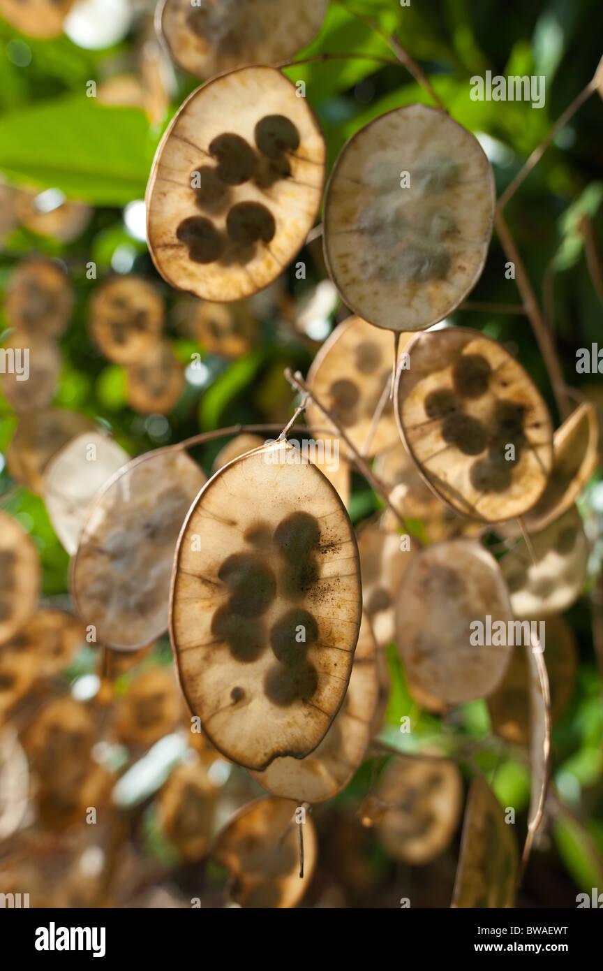 Honesty plant oval silver seed pod hi-res stock photography and images ...