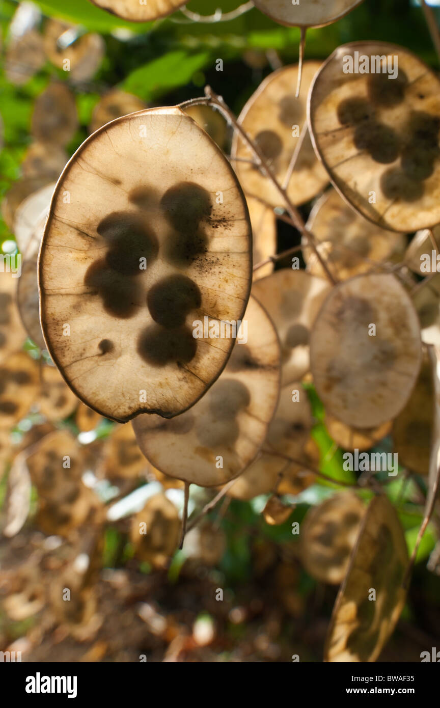 Honesty plant oval silver seed pod hi-res stock photography and images ...