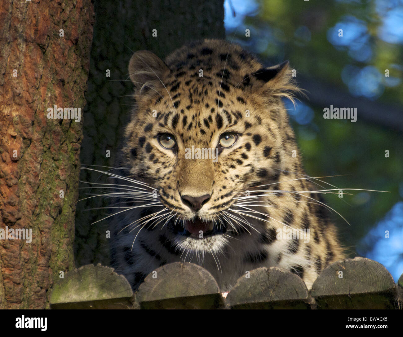 Female Amur leopard up a tree, looking towards camera Stock Photo - Alamy