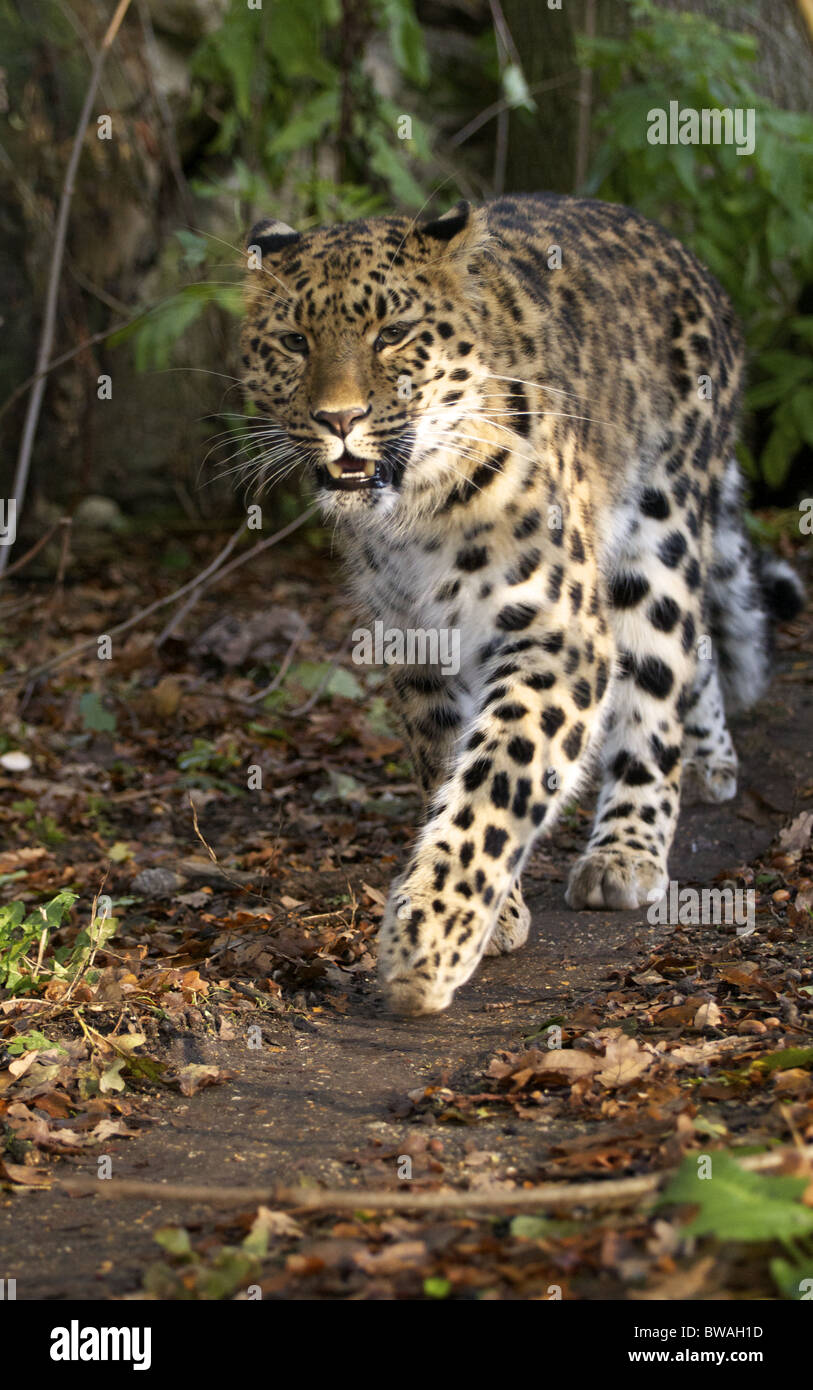 Amur leopard walking camera hi-res stock photography and images - Alamy