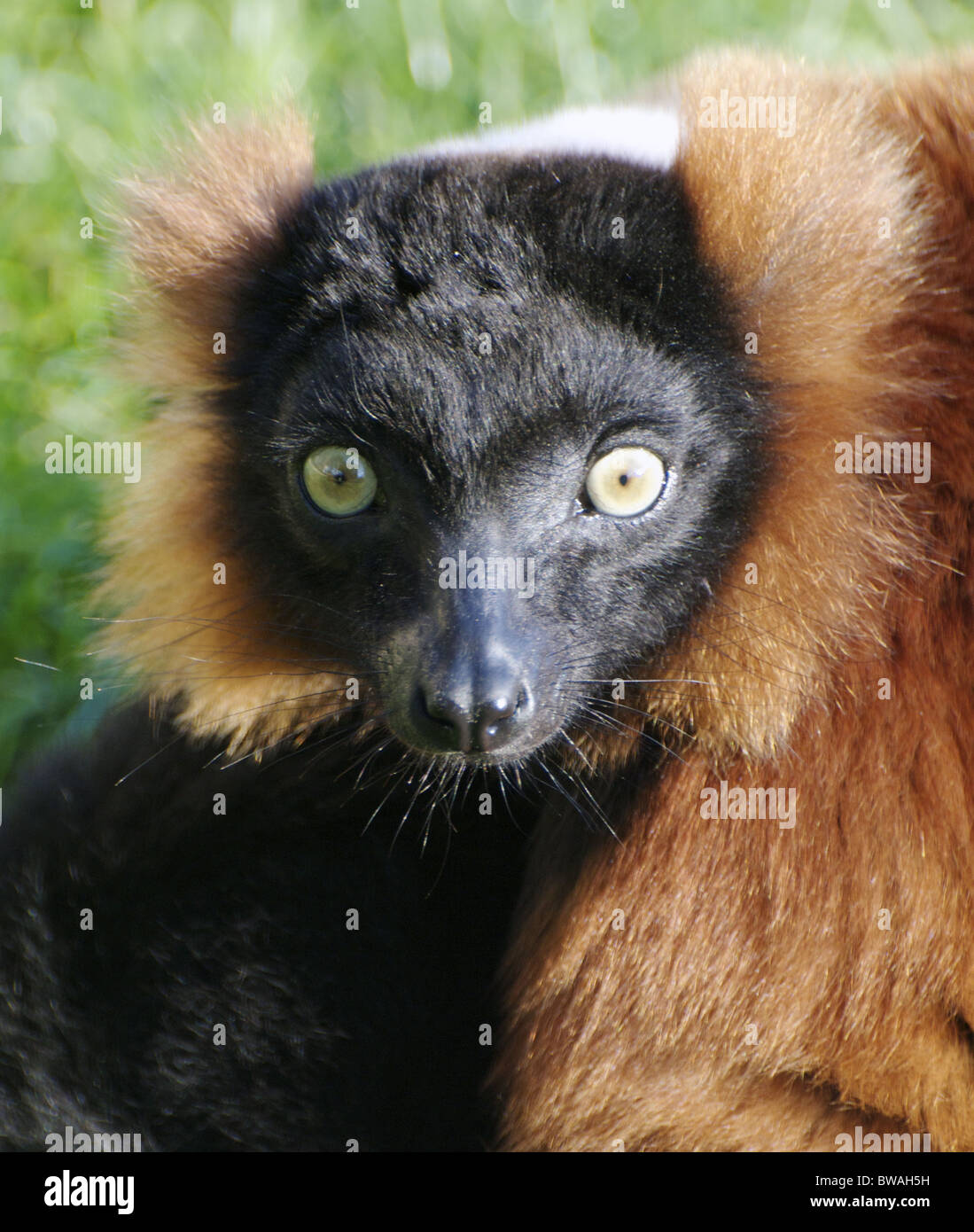 Wildlife red eyes hi-res stock photography and images - Alamy