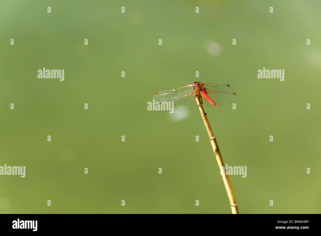 Dragonfly on a reed hi-res stock photography and images - Alamy